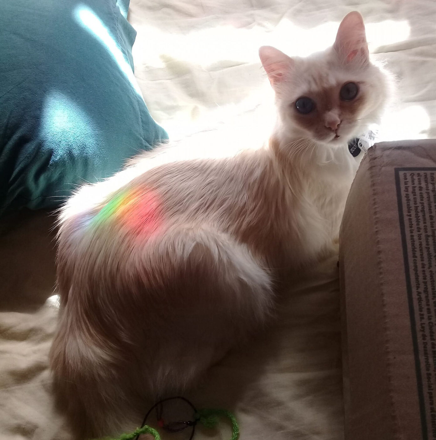 El gato que soñó ser libélula | Jóvenes en la Revista